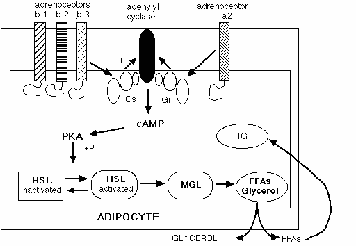 Adipocyte - JungleKey.fr Image